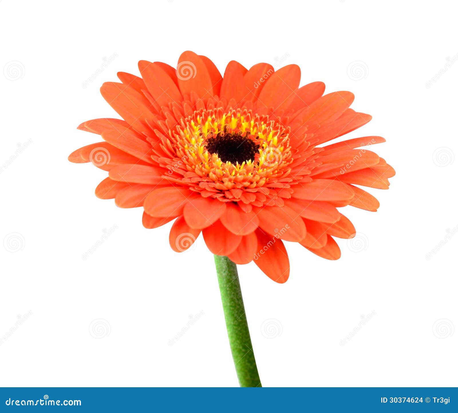 Flor Anaranjada Del Gerbera Con El Tronco Verde Aislado Foto de archivo ...