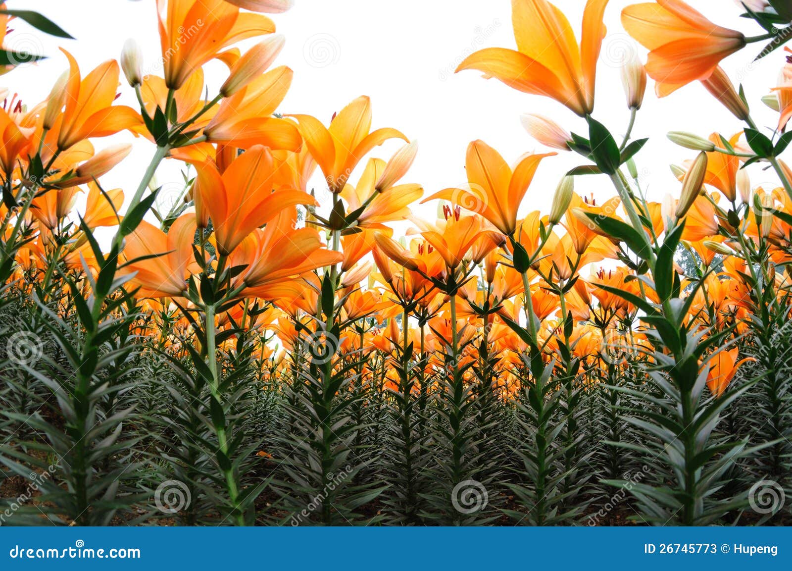 Flor anaranjada del lirio imagen de archivo. Imagen de soplo - 26745773