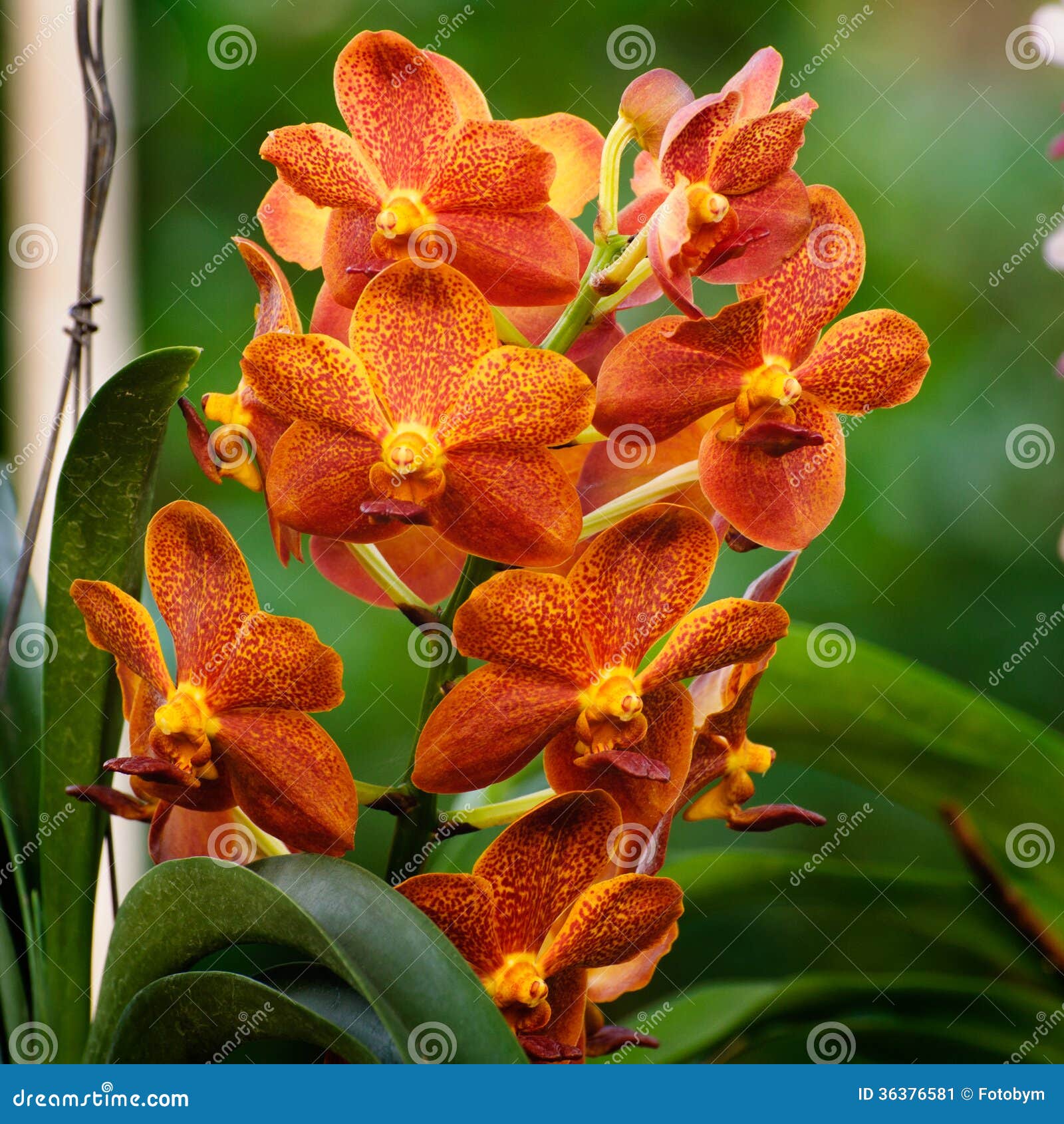 Flor Anaranjada Profunda Vanda De La Orquídea Imagen de archivo ...