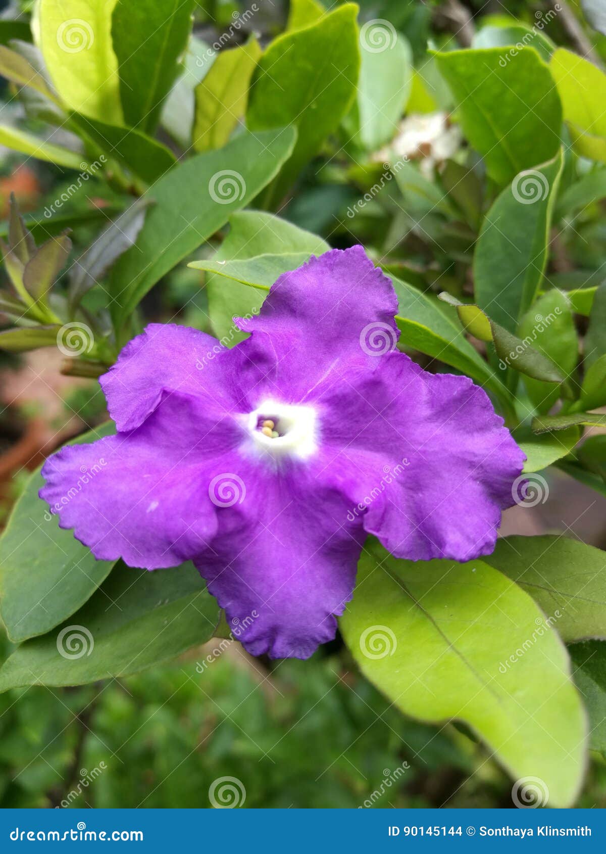 Flor Australis Del Brunfelsia Foto de archivo - Imagen de fondo ...