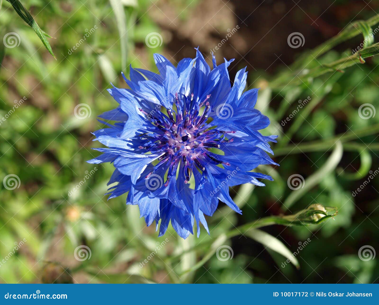 Flor azul. foto de archivo. Imagen de verde, colores - 10017172