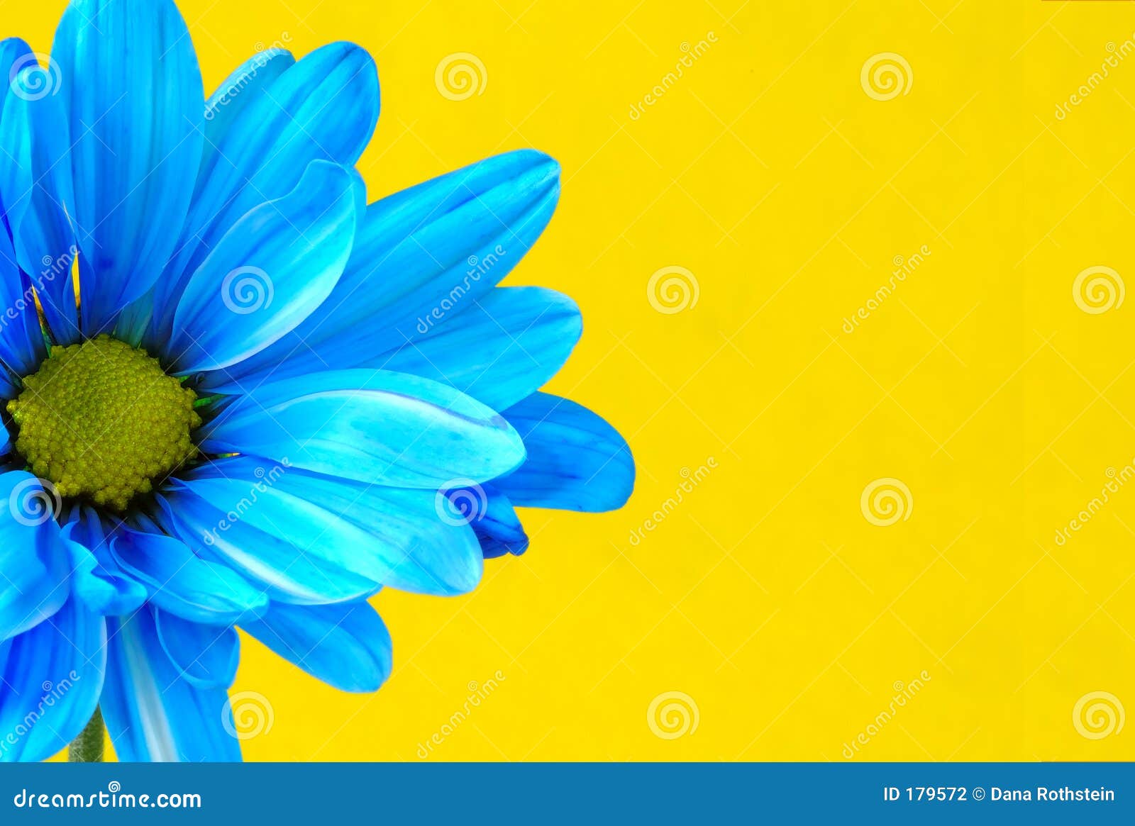 Flor azul foto de archivo. Imagen de polen, flor, pétalos - 179572