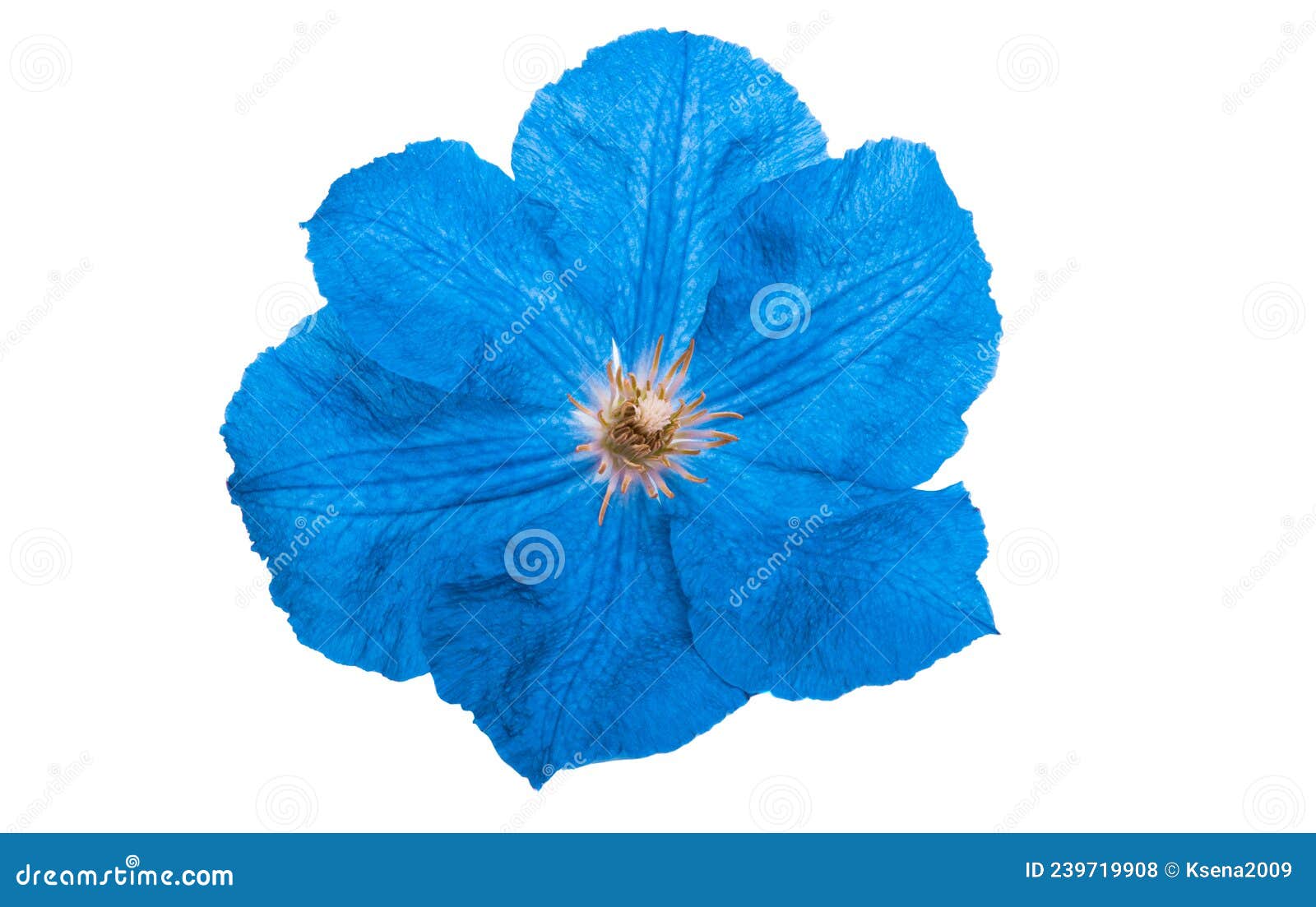 Flor azul clematis foto de archivo. Imagen de flor, violeta - 239719908