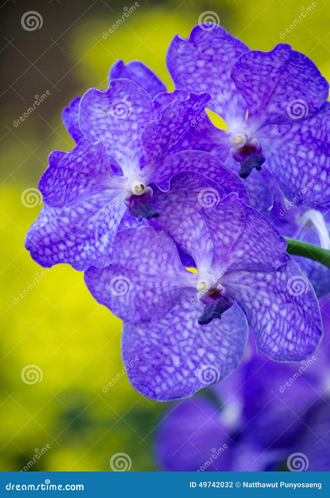 Flor Azul Da Orquídea De Vanda Foto de Stock - Imagem de beira ...