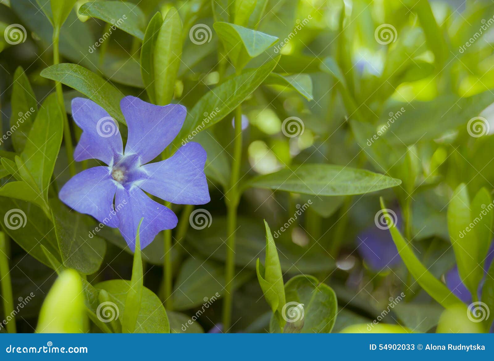 Flor Azul Da Pervinca Em Um Arbusto Imagem de Stock - Imagem de grama ...