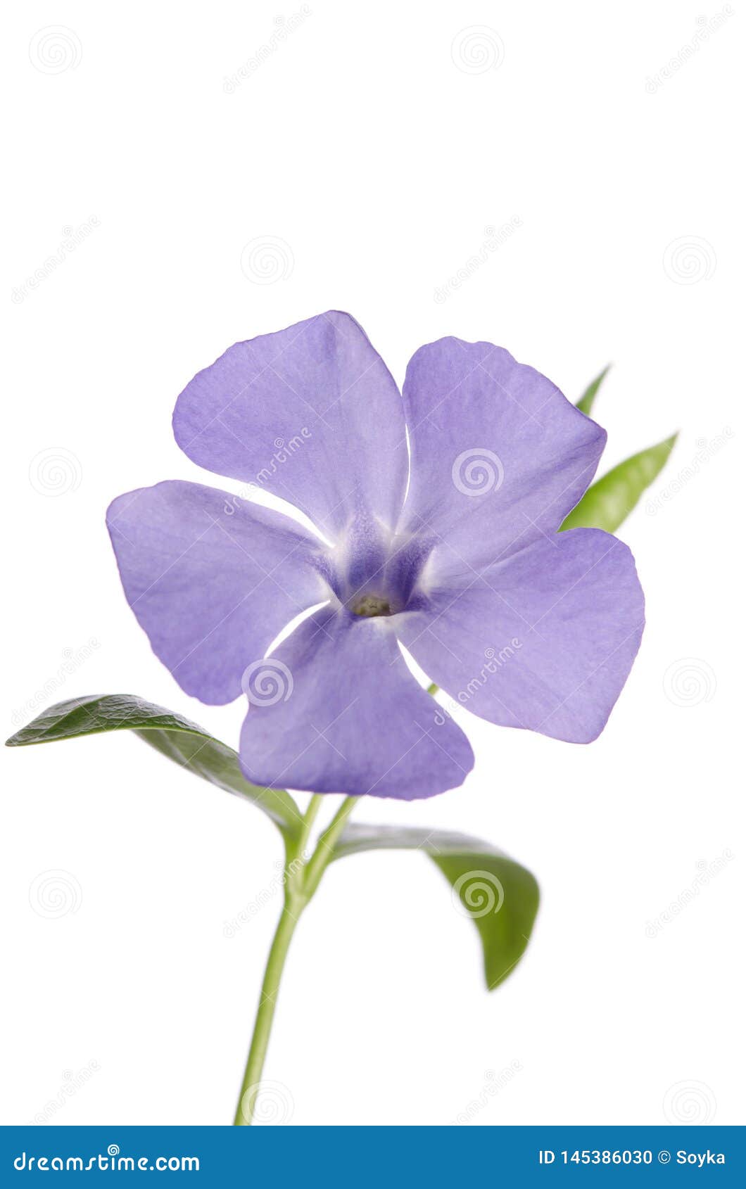 Flor Azul Da Pervinca No Fundo Branco Foto de Stock - Imagem de ...