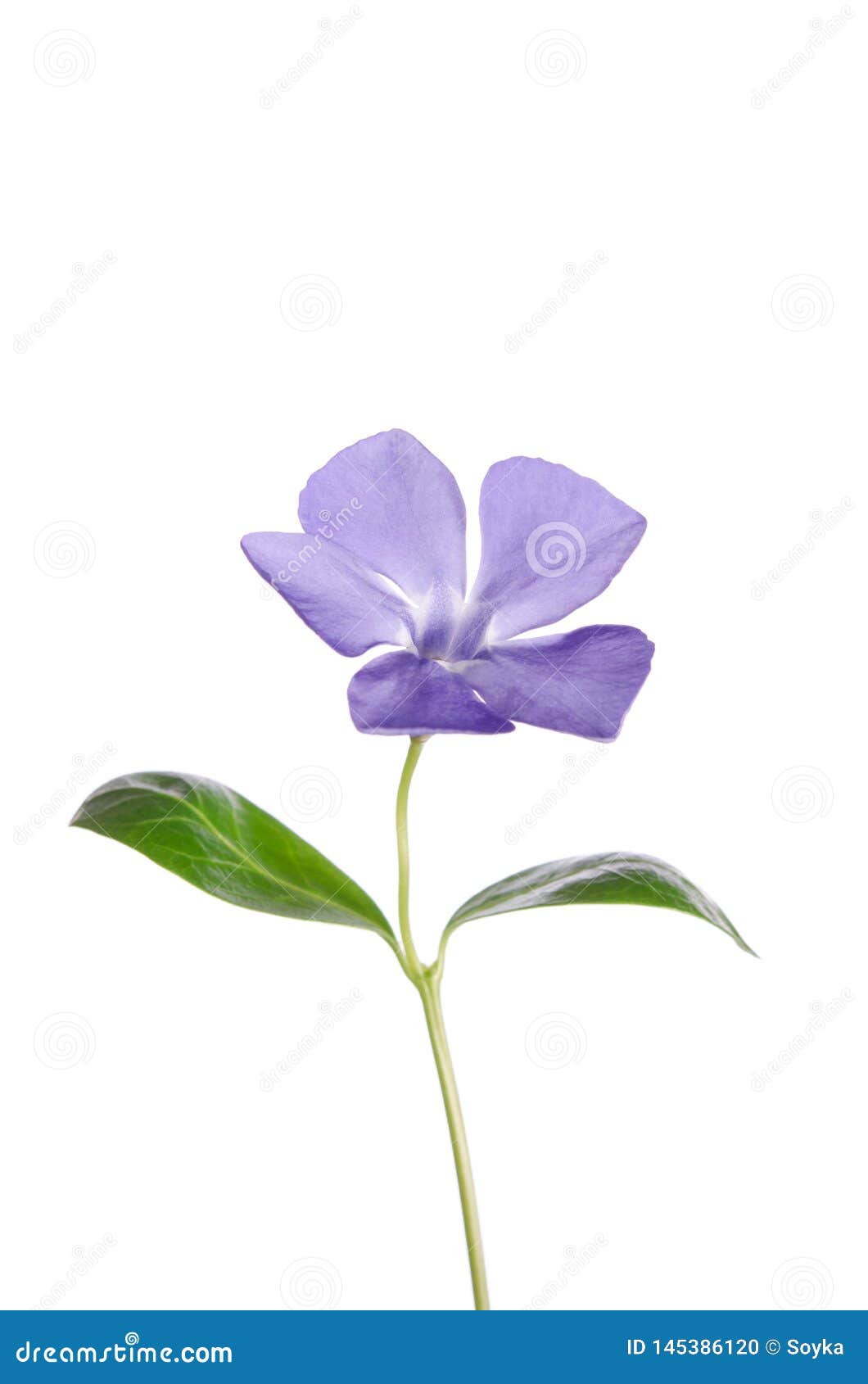 Flor Azul Da Pervinca No Fundo Branco Foto de Stock - Imagem de foto ...