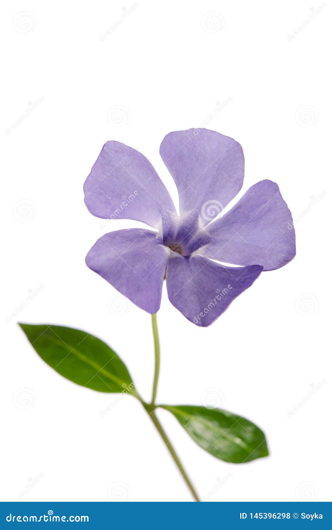 Flor Azul Da Pervinca No Fundo Branco Foto de Stock - Imagem de fundo ...