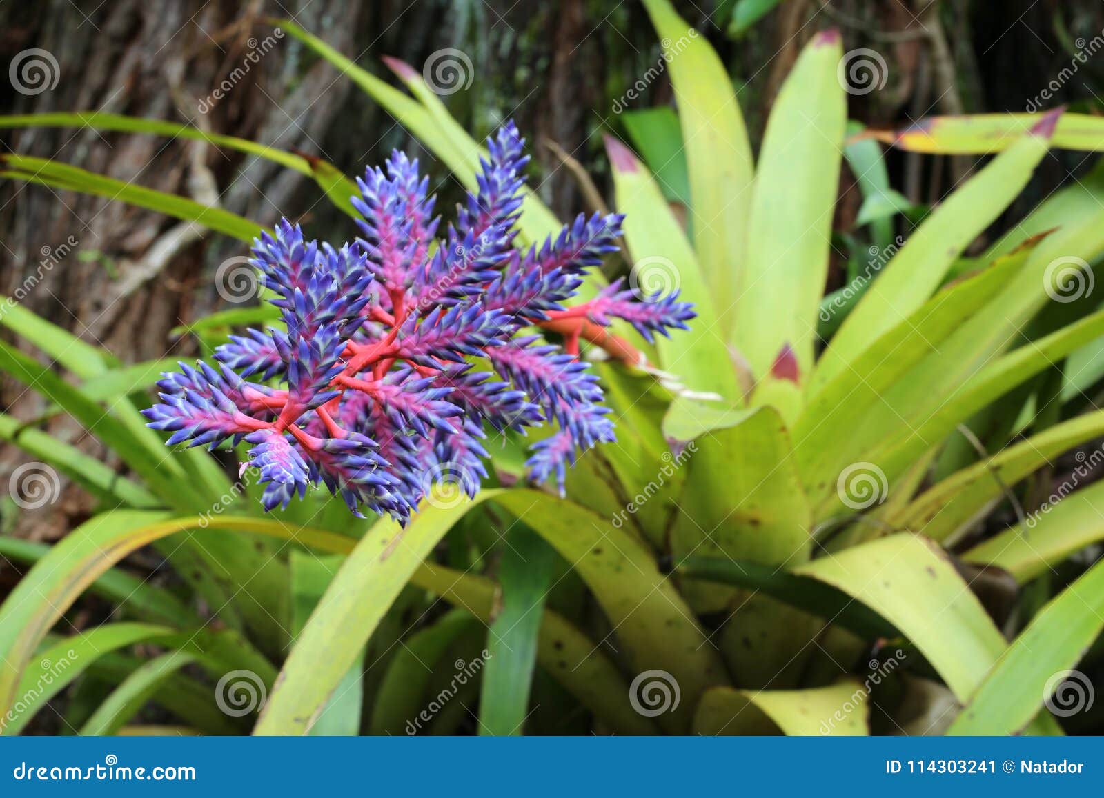 Flor Azul De La Bromelia Del Tango De Aechmea Imagen de archivo ...
