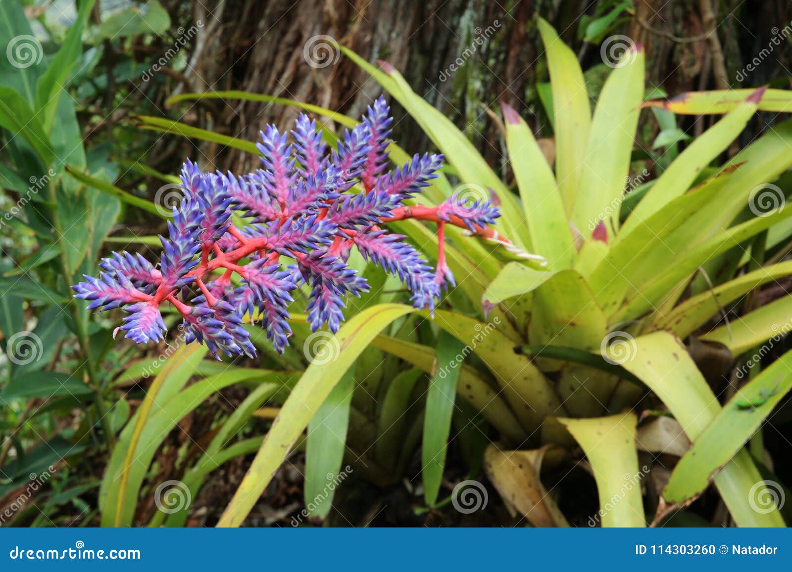 Flor Azul De La Bromelia Del Tango De Aechmea Foto de archivo - Imagen ...