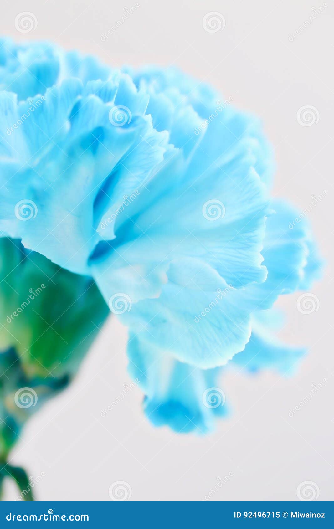 Flor azul del clavel imagen de archivo. Imagen de madre - 92496715