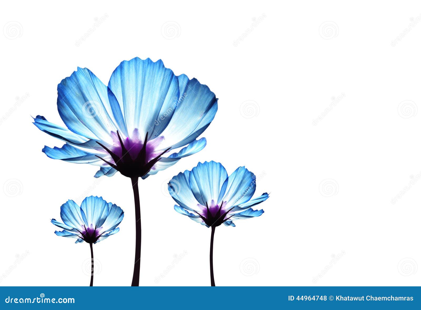 Flor azul del cosmos foto de archivo. Imagen de fresco - 44964748