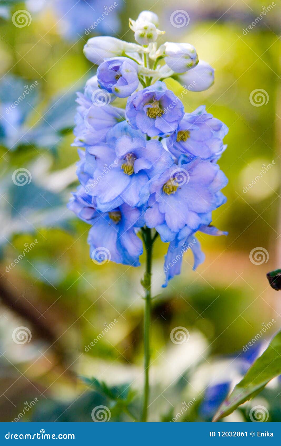 Flor azul del delphinium imagen de archivo. Imagen de aroma - 12032861