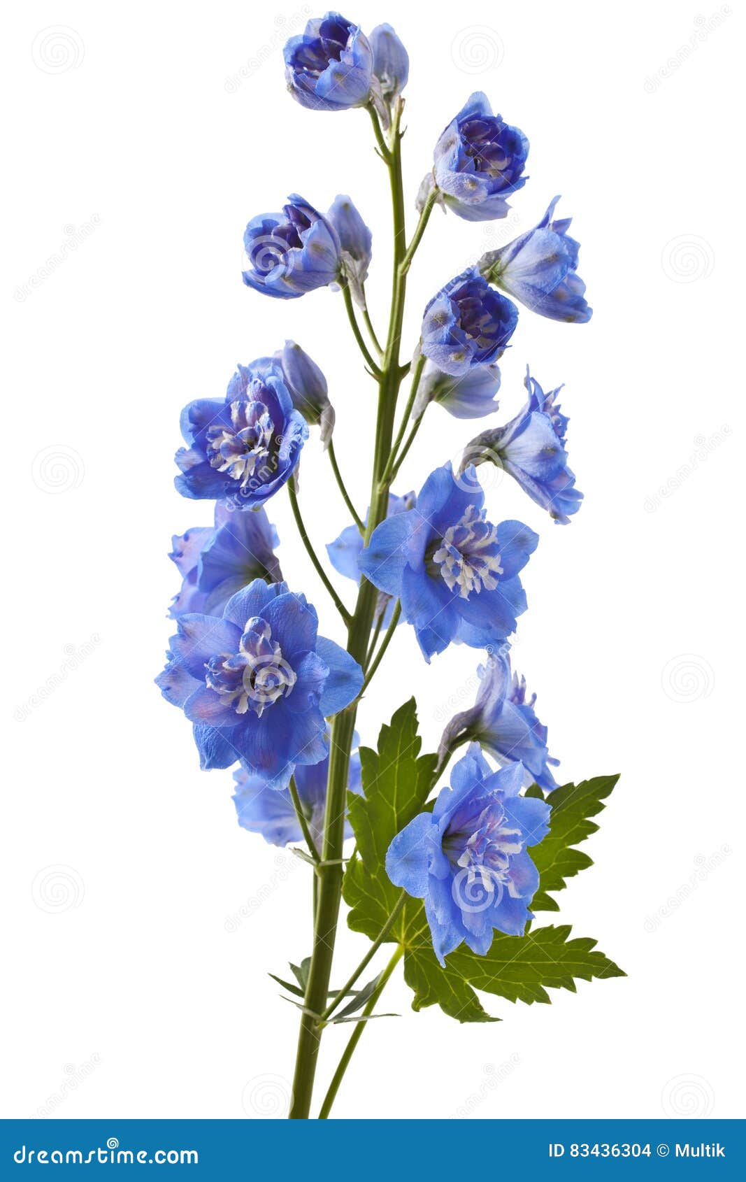 Flor azul del delphinium foto de archivo. Imagen de pétalo - 83436304