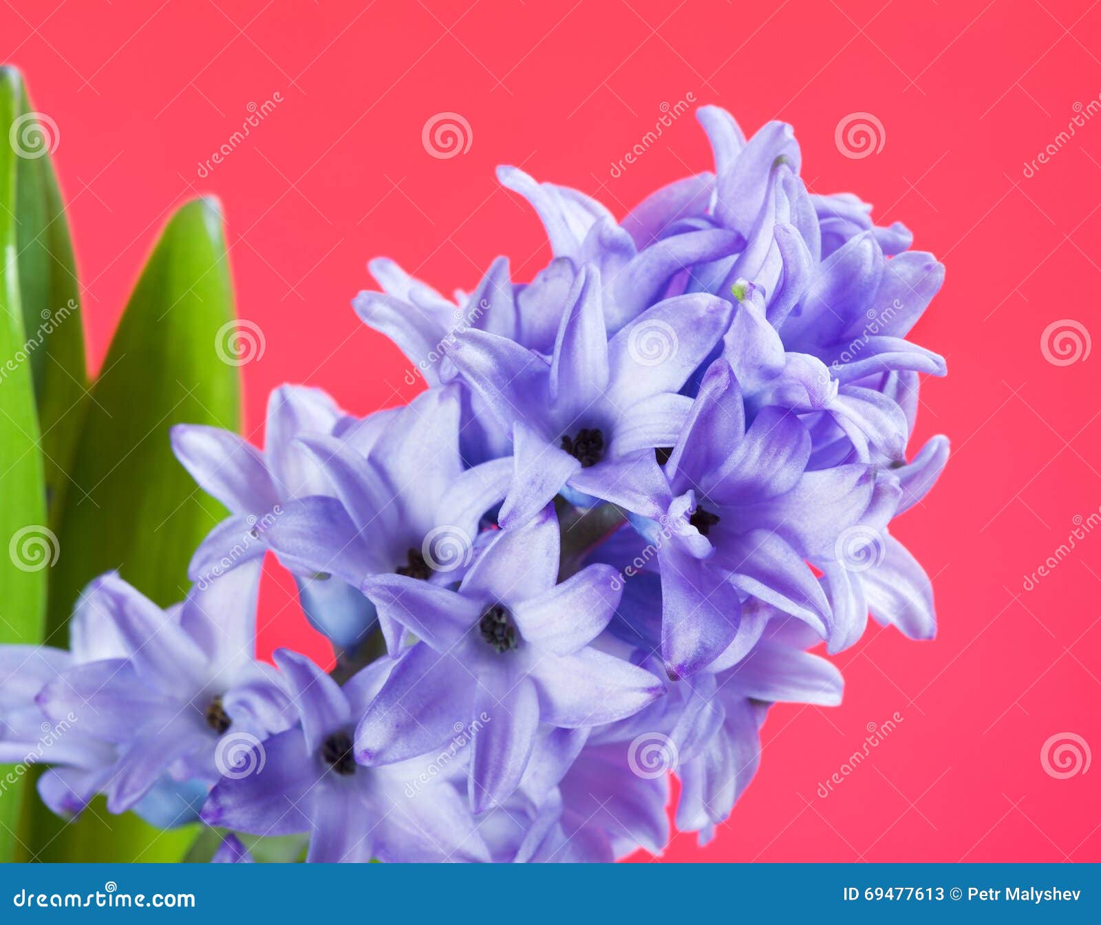 Flor azul del jacinto imagen de archivo. Imagen de planta - 69477613