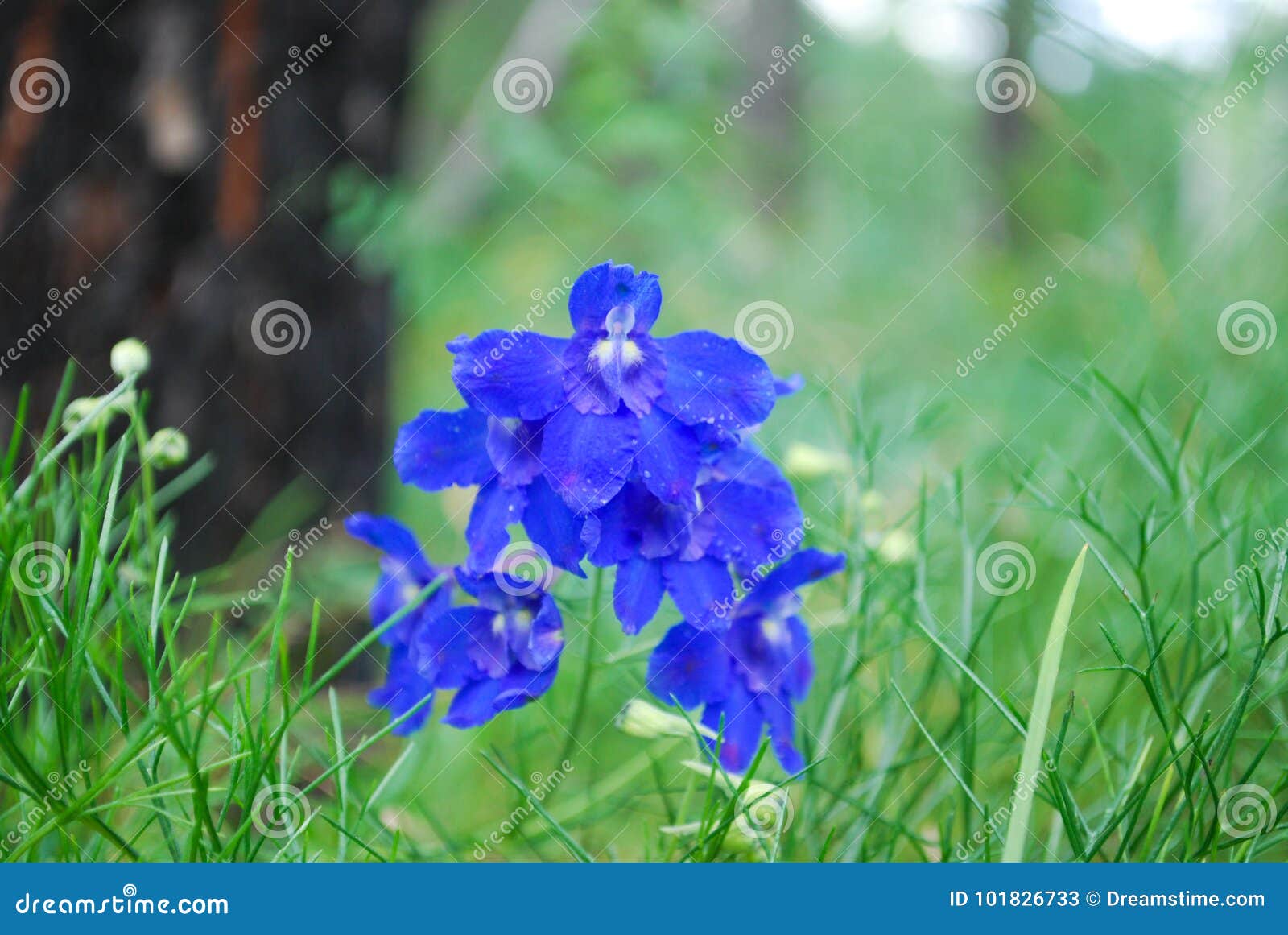 Flor azul del prado imagen de archivo. Imagen de planta - 101826733