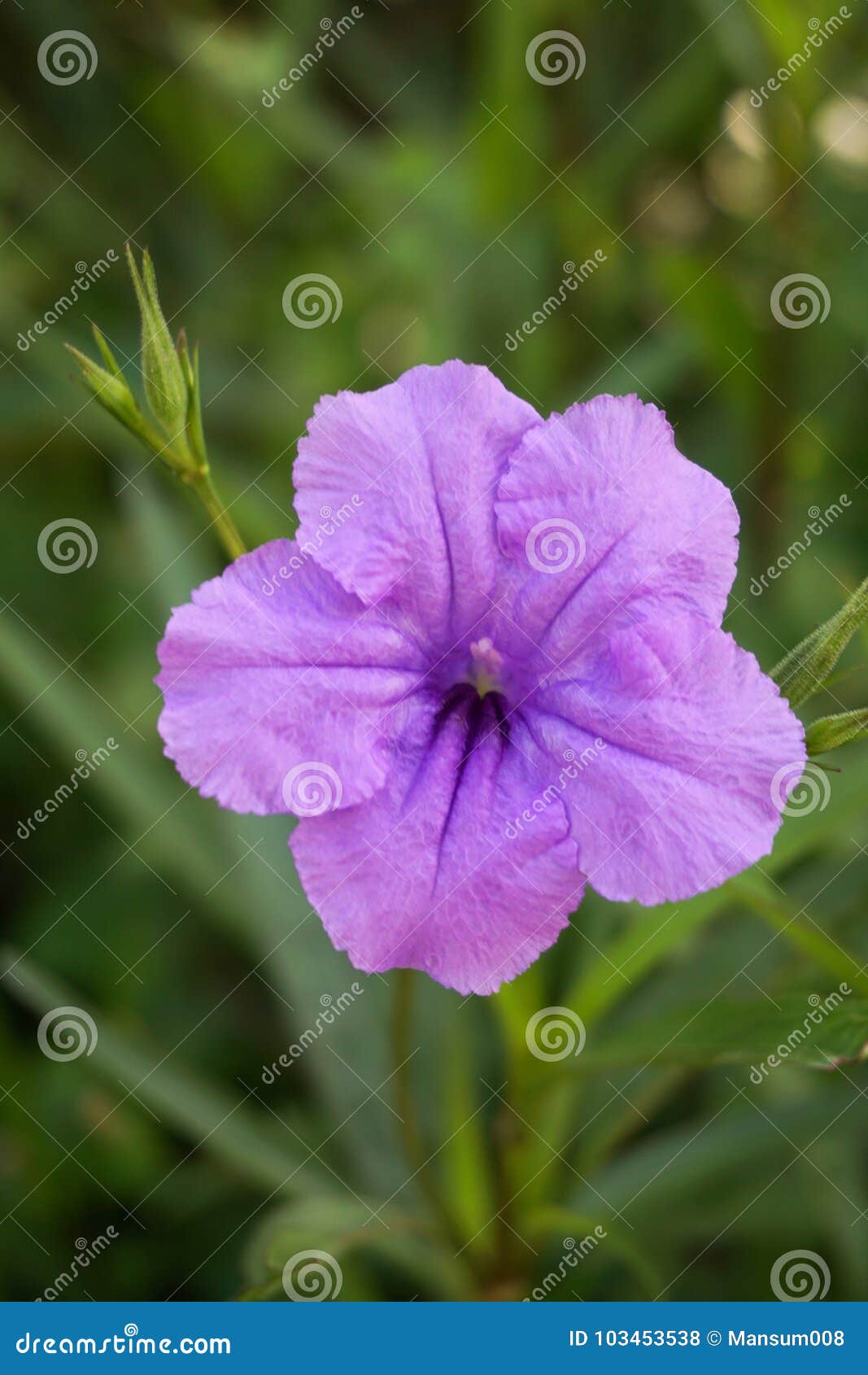 Flor Azul Del Tuberosa De Ruellia Foto de archivo - Imagen de planta ...
