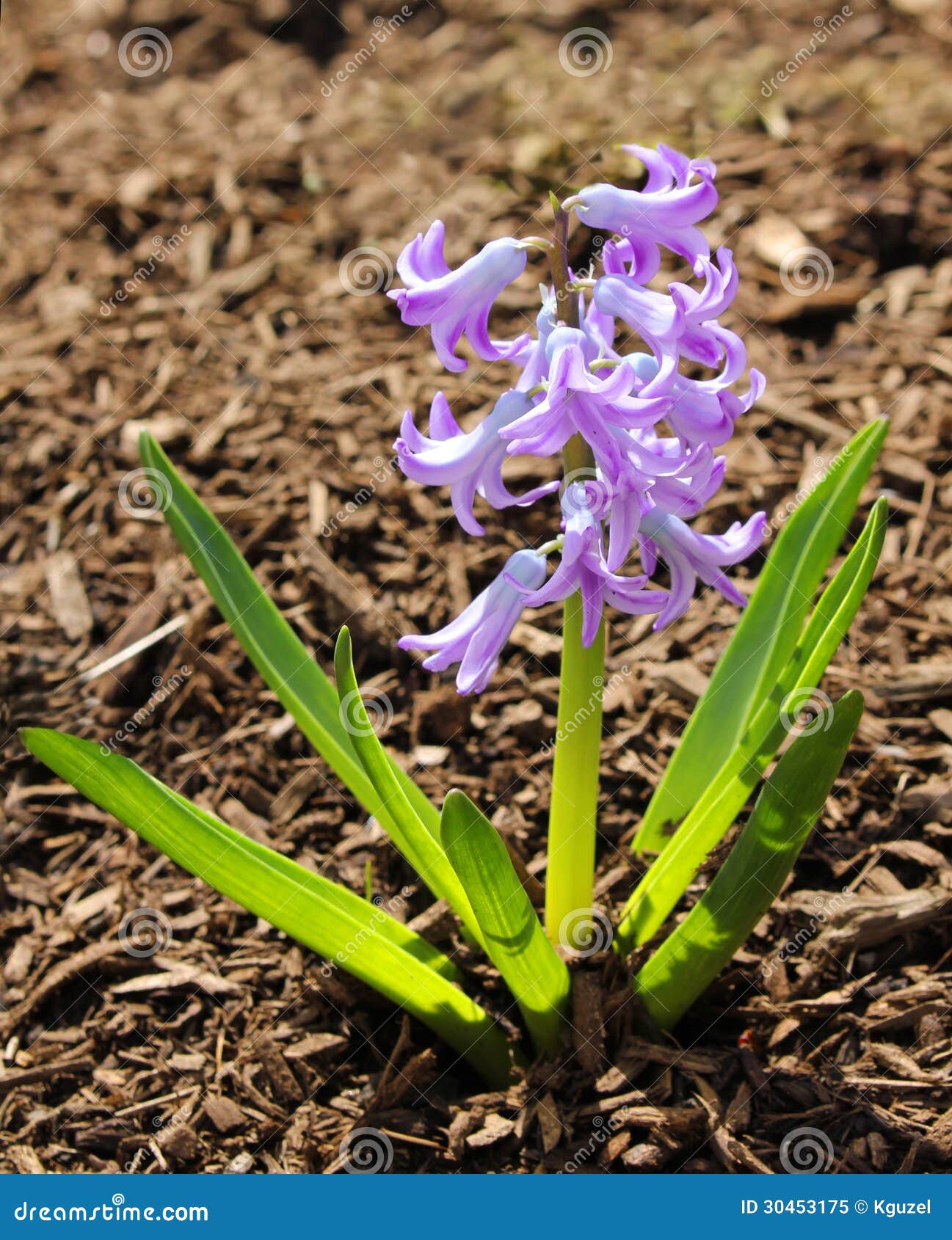 Flor Azul Do Jacinto Com As Folhas Na Terra Imagem de Stock - Imagem de ...