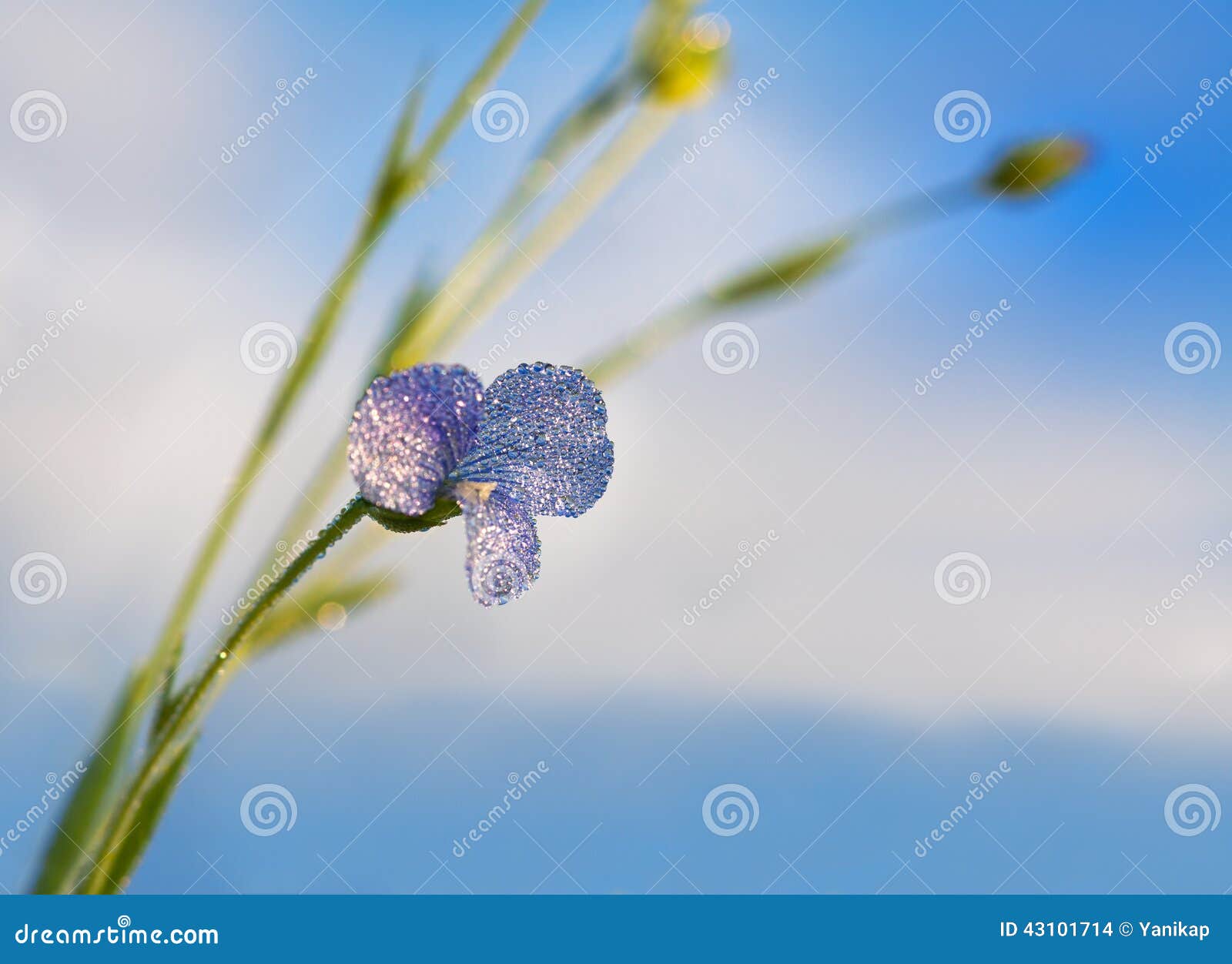 A Flor Azul Do Linho Floresce No Campo Foto de Stock - Imagem de verde ...