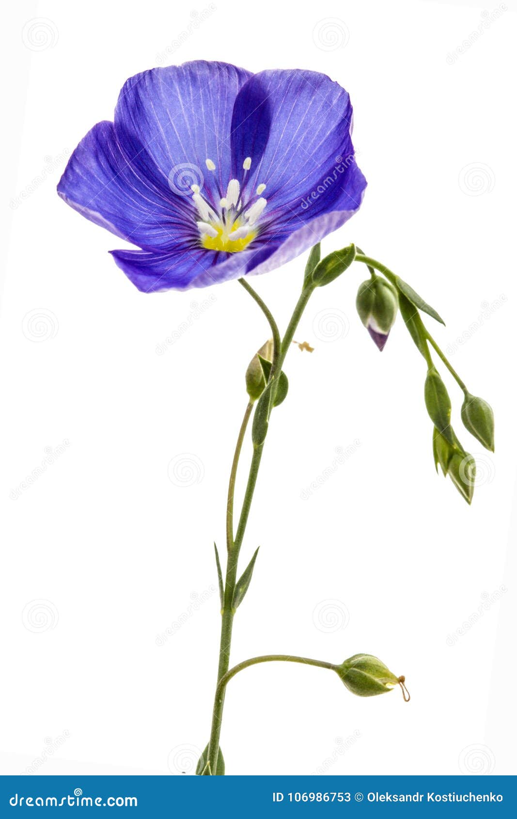 Flor Azul Do Linho, Isolada No Fundo Branco Imagem de Stock - Imagem de ...