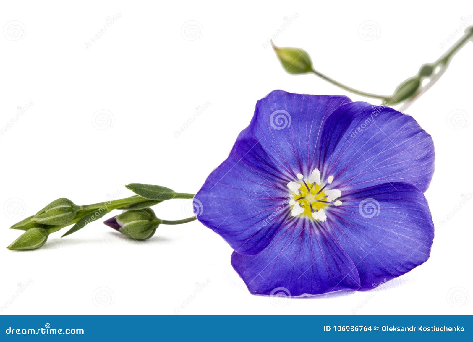 Flor Azul Do Linho, Isolada No Fundo Branco Foto de Stock - Imagem de ...