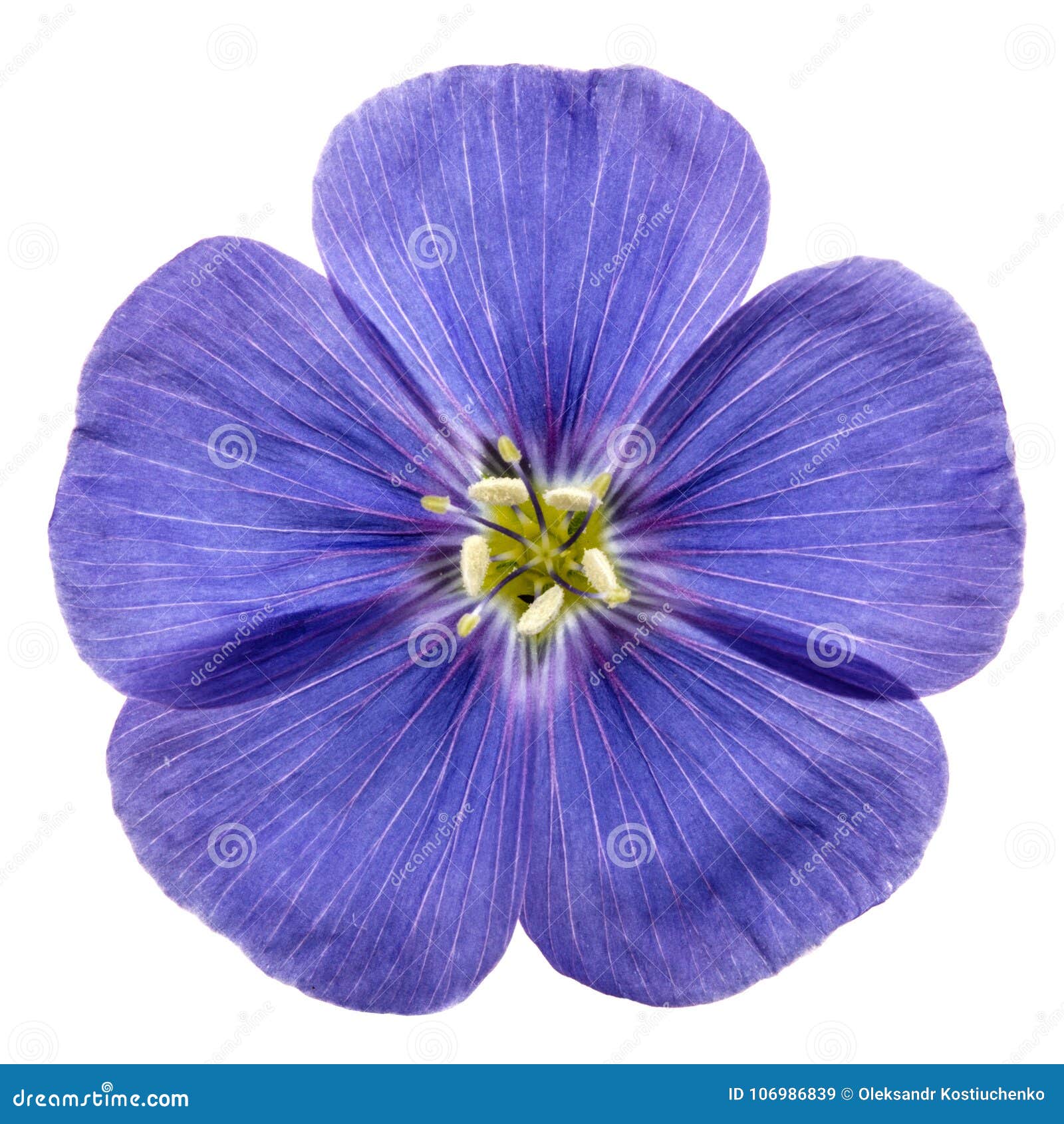 Flor Azul Do Linho, Isolada No Fundo Branco Imagem de Stock - Imagem de ...