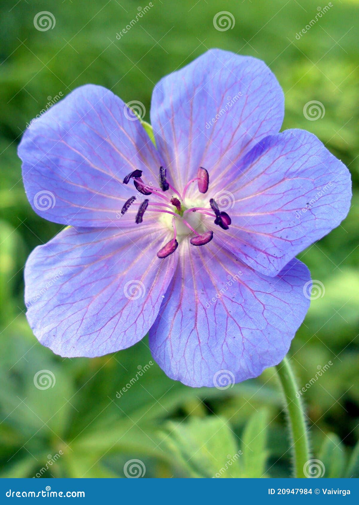 Flor Azul Do Pratense Do Gerânio Foto de Stock - Imagem de ecology ...