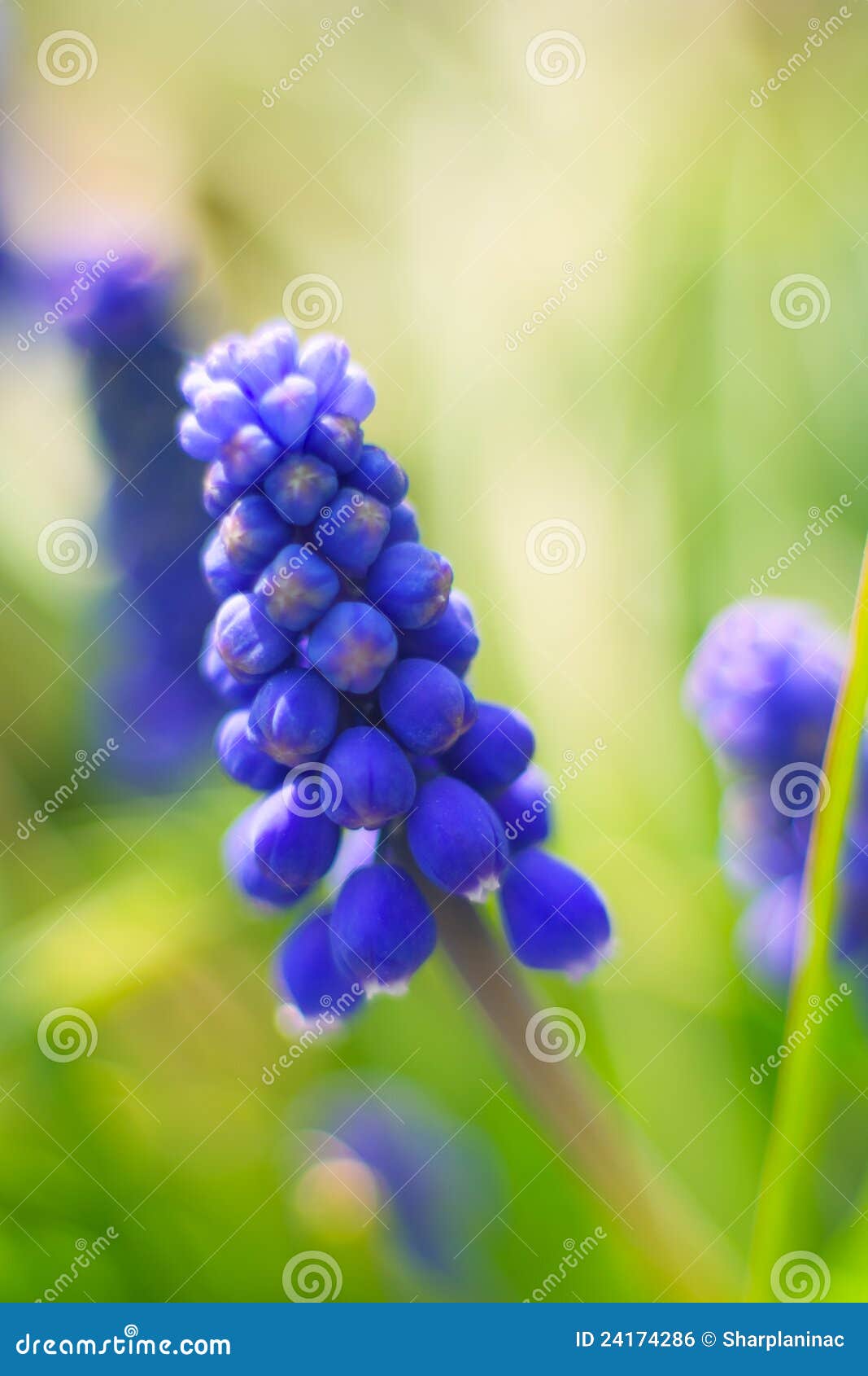 Flor Azul Hermosa Del Jacinto De Uva Foto de archivo - Imagen de flora ...