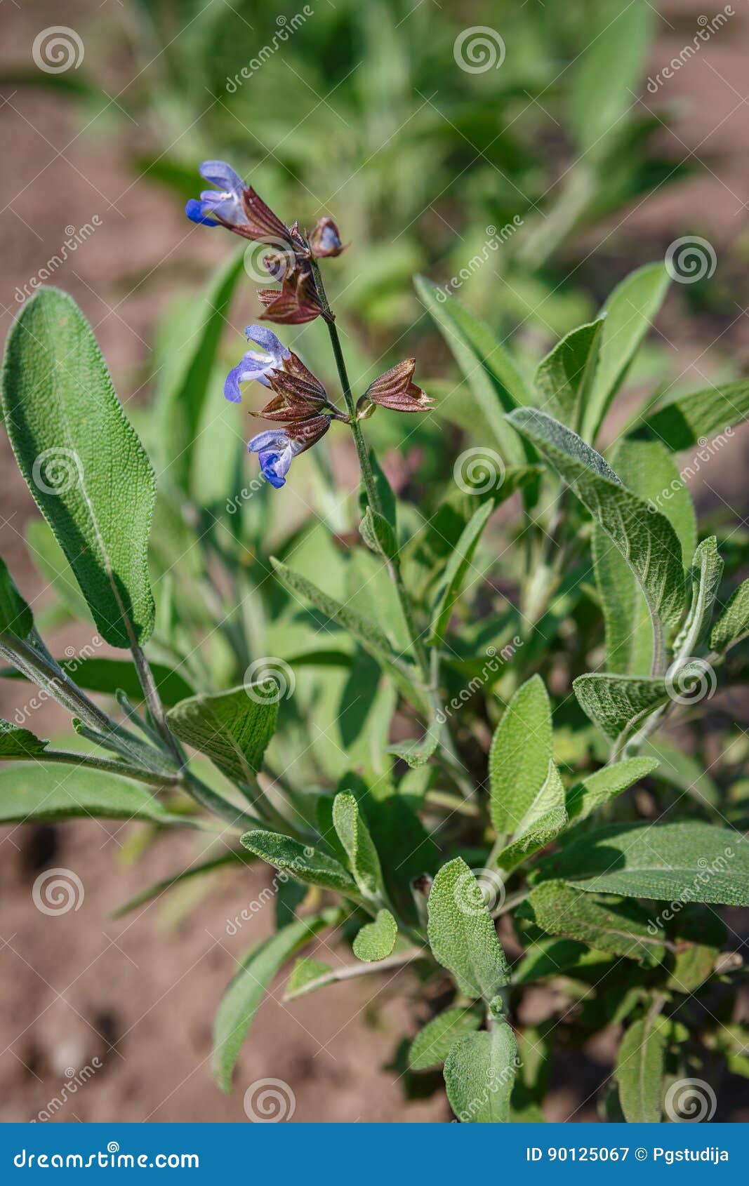 Flor Azul Sabio De Las Flores Imagen de archivo - Imagen de antiséptico ...