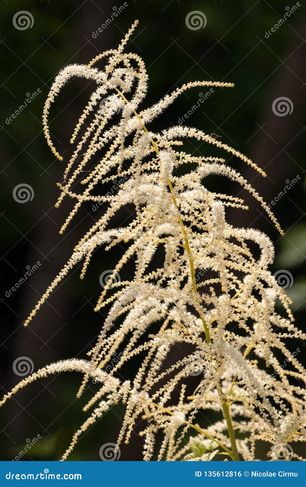 Flor beige en fondo oscuro foto de archivo. Imagen de abierto - 135612816
