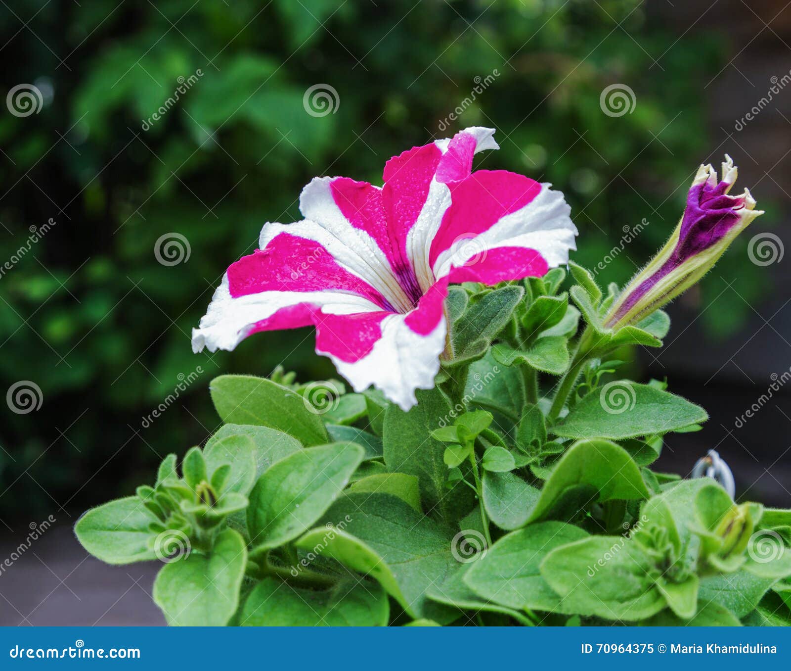 Flor Bicolor Hermosa De La Petunia Imagen de archivo - Imagen de blanco ...