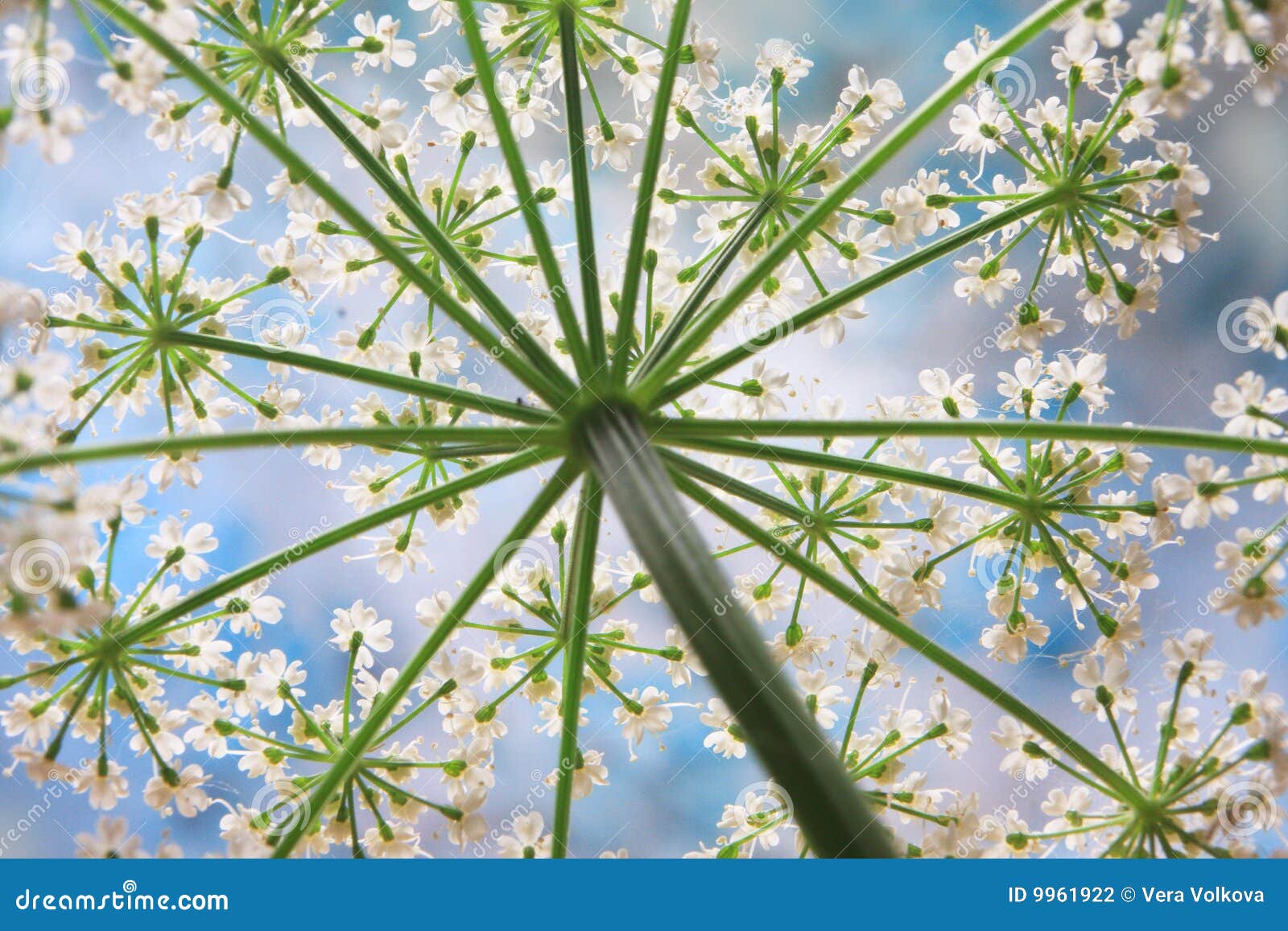 Flor blanca foto de archivo. Imagen de maleza, belleza - 9961922