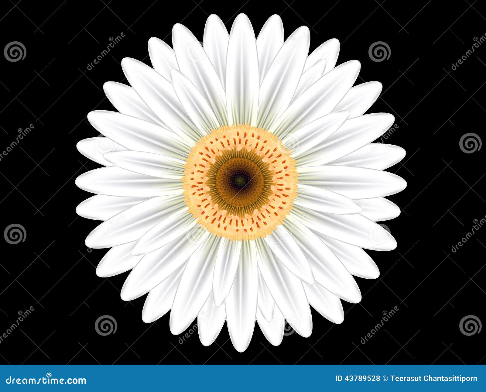 Flor Blanca Colorida Del Gerbera Ilustración del Vector - Ilustración ...