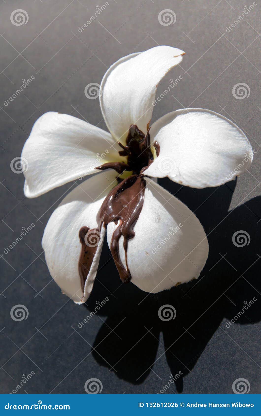Flor Blanca Corrompida Con El Chocolate Fundido Foto de archivo ...