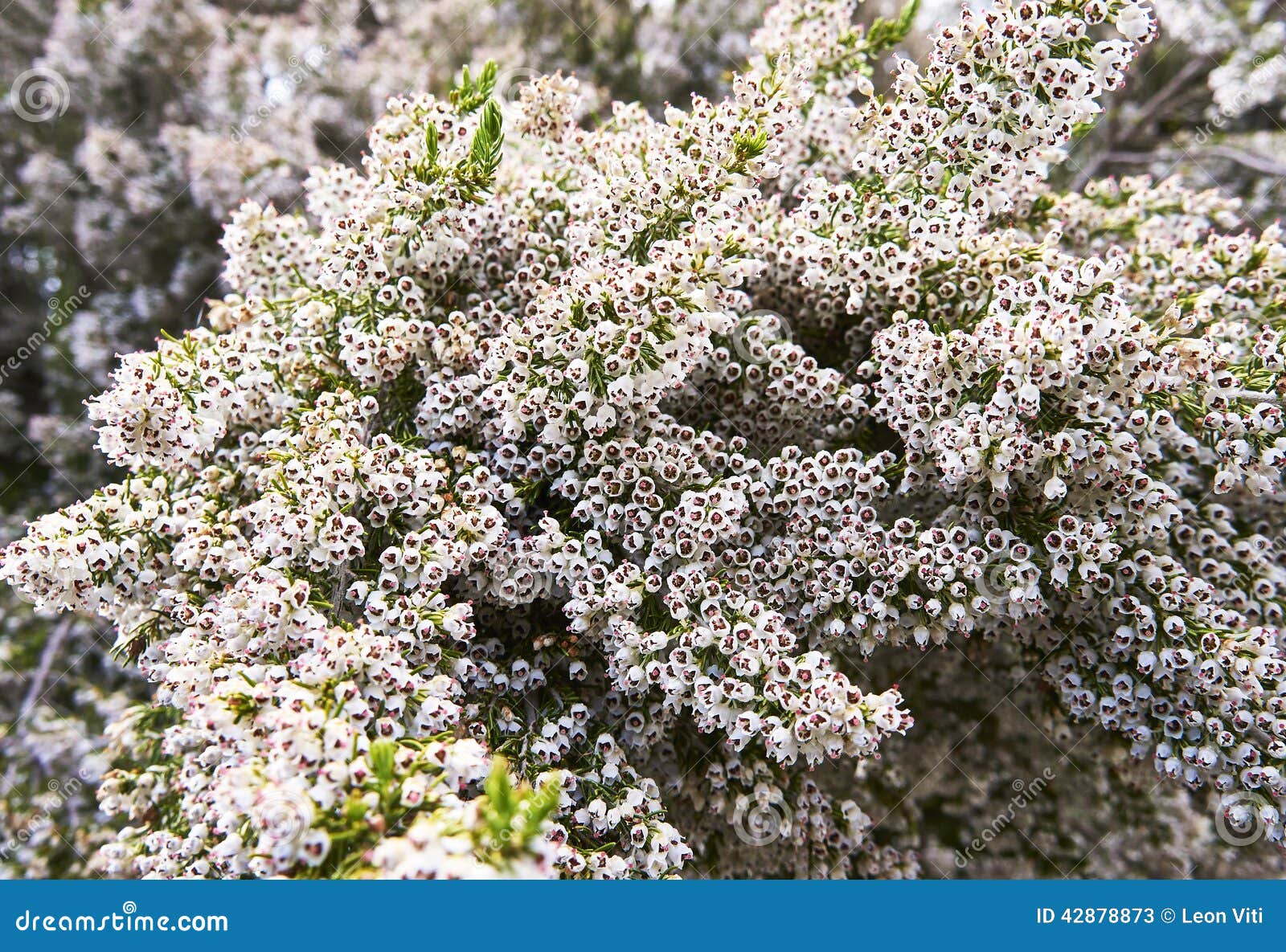 Flor blanca de Erica imagen de archivo. Imagen de florecimiento - 42878873