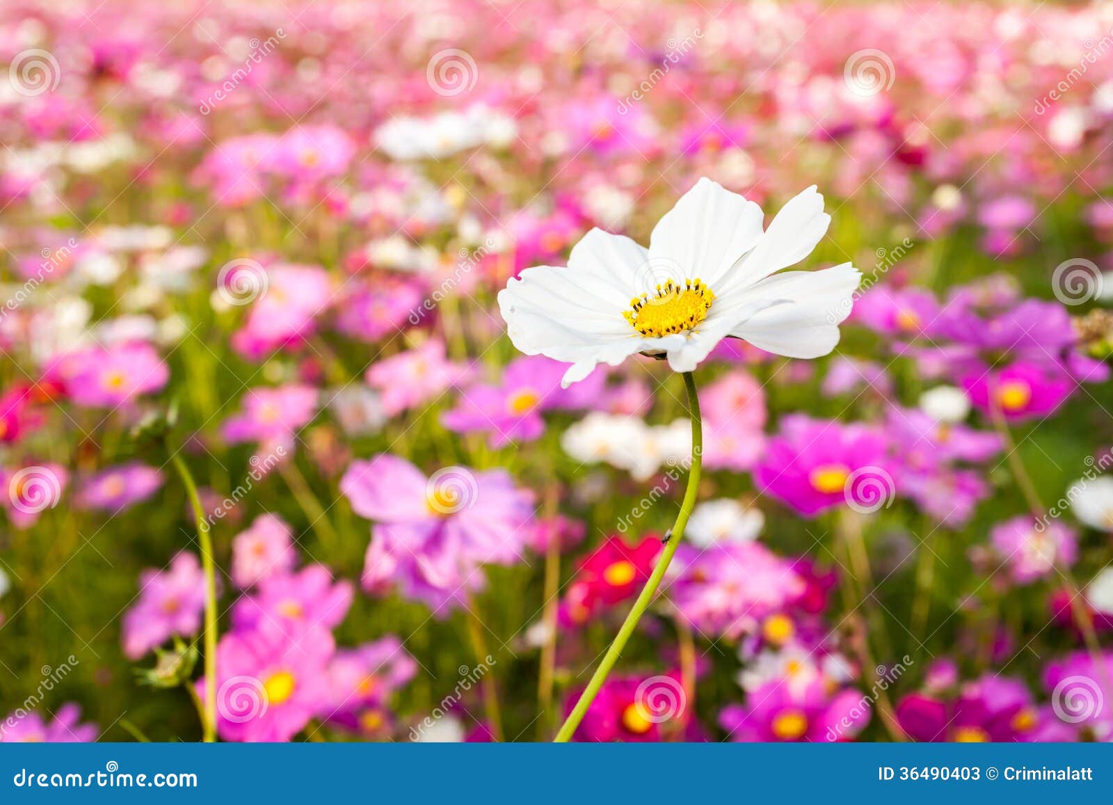 Flor Blanca Del Cosmos En Campo Imagen de archivo - Imagen de hermoso ...
