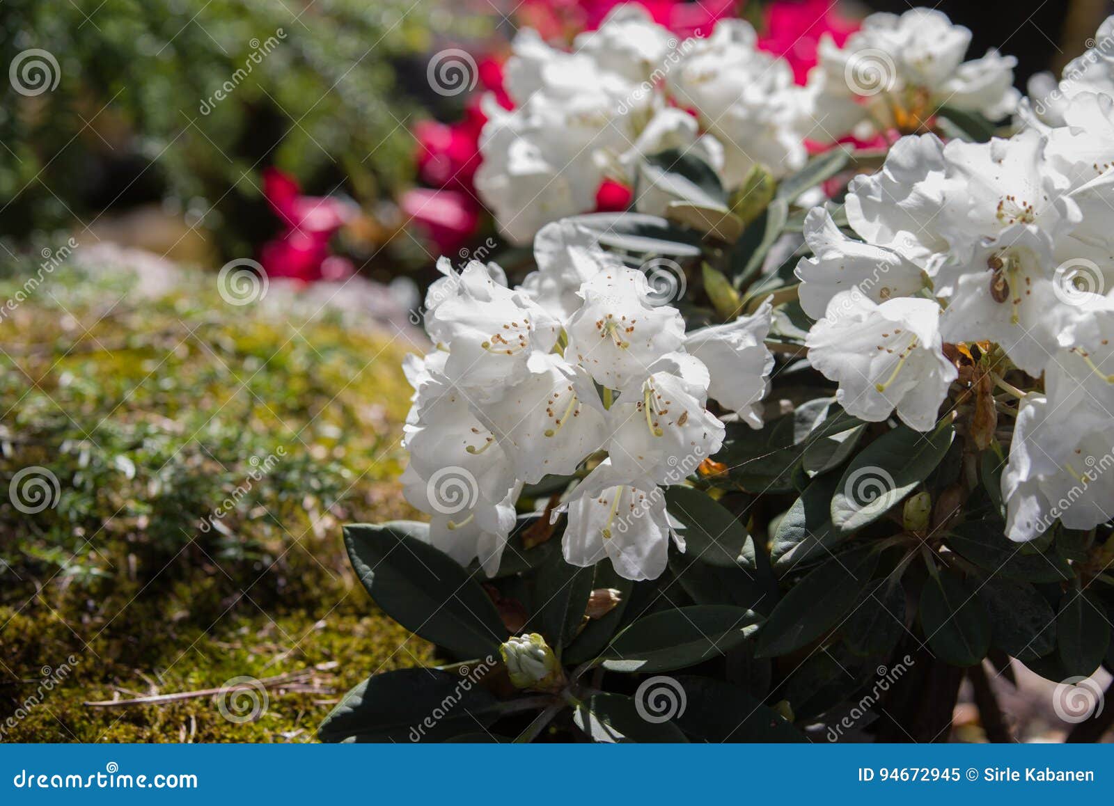 Flor blanca del rododendro imagen de archivo. Imagen de rododendro ...