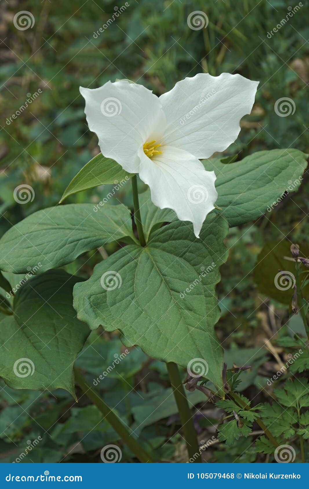 Flor blanca del Trillium foto de archivo. Imagen de blanco - 105079468
