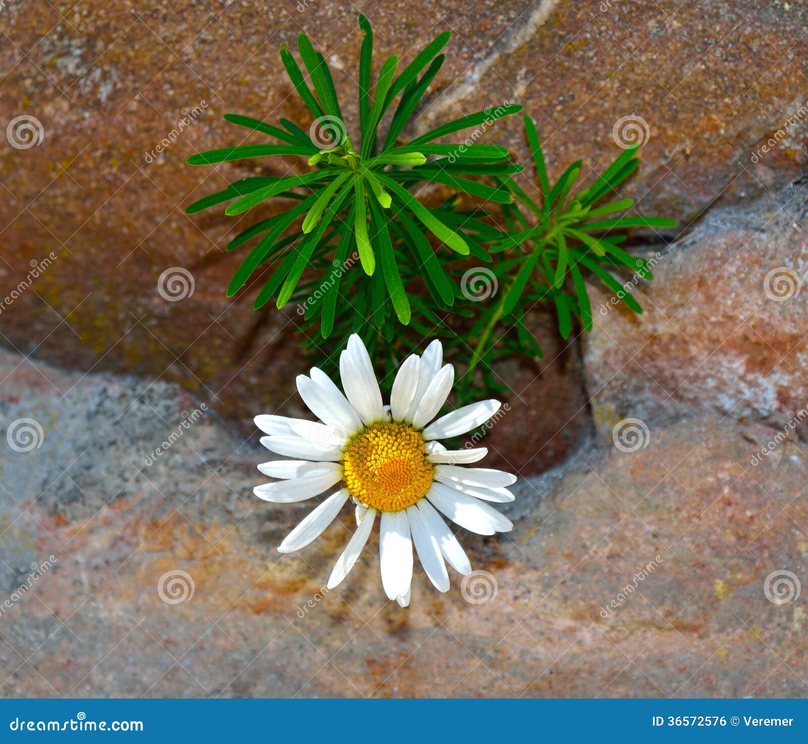 Flor blanca en roca foto de archivo. Imagen de hojea - 36572576