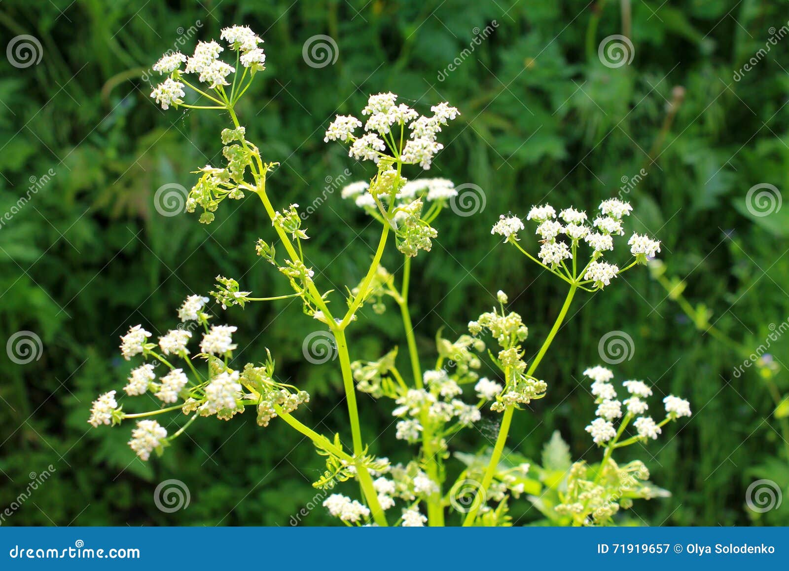 Flor blanco de la cicuta imagen de archivo. Imagen de venenoso - 71919657