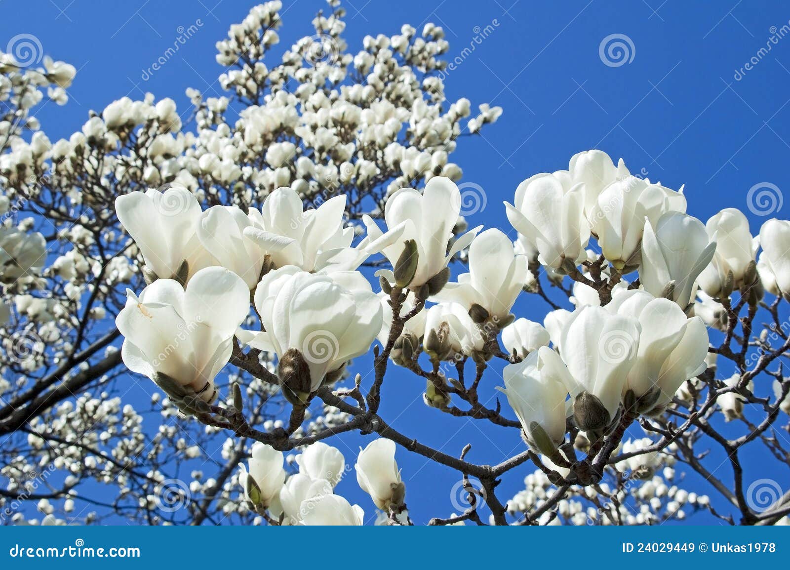 Flor blanco de la magnolia imagen de archivo. Imagen de estacional ...