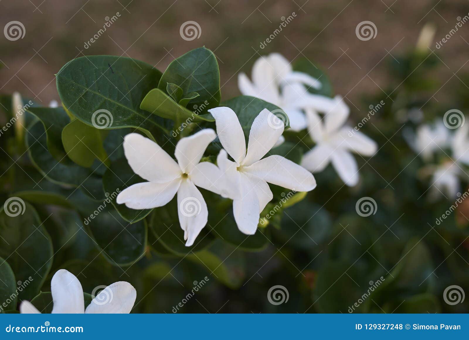 Flor Blanco Del Macrocarpa Del Carissa Foto de archivo - Imagen de ...