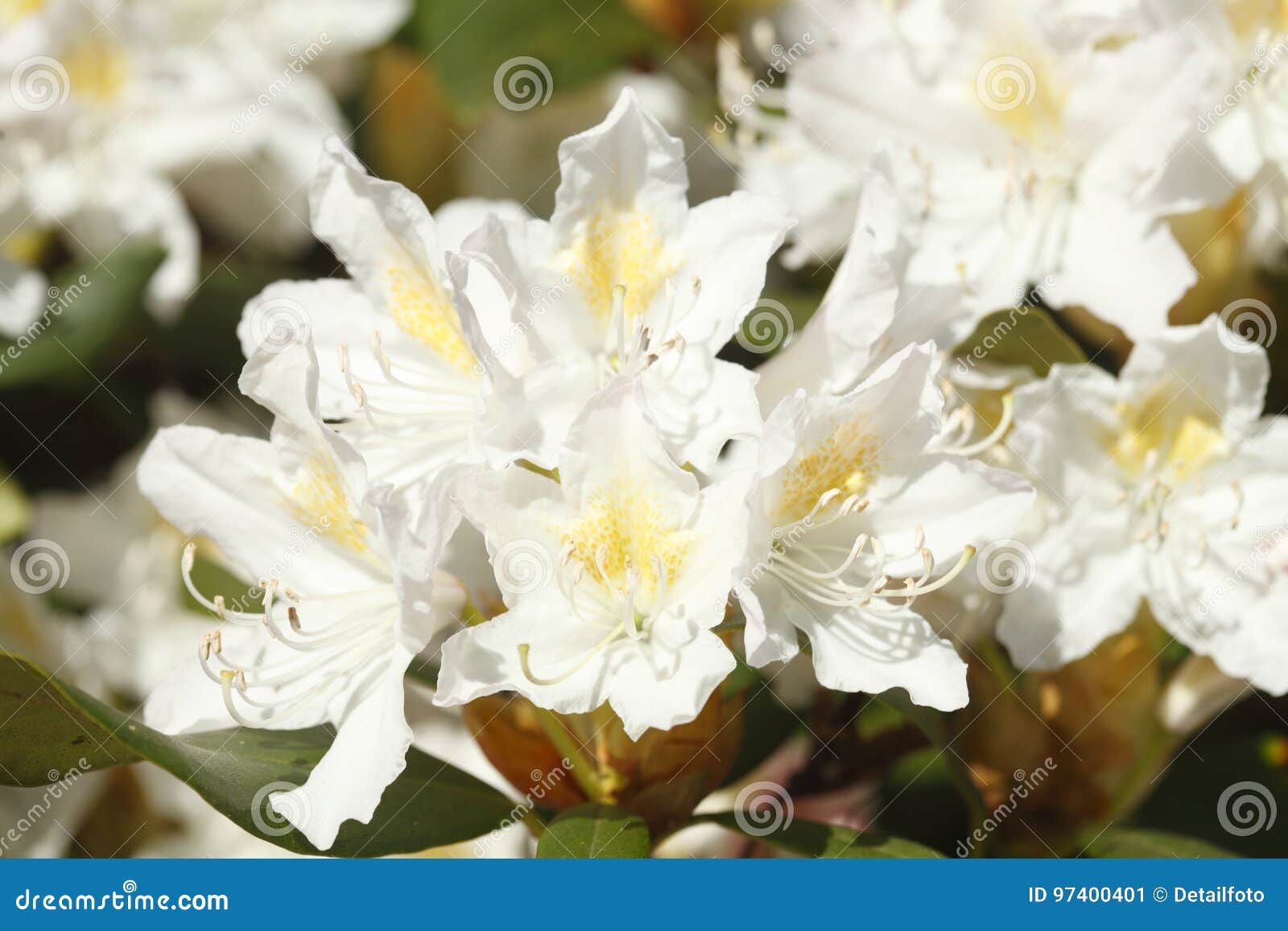 Flor blanco del rododendro imagen de archivo. Imagen de azalea - 97400401