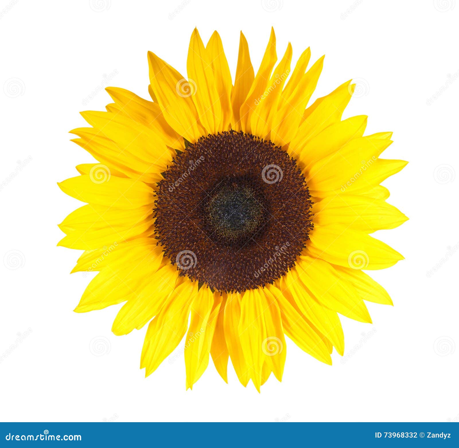 Flor bonita del sol foto de archivo. Imagen de perfecto - 73968332