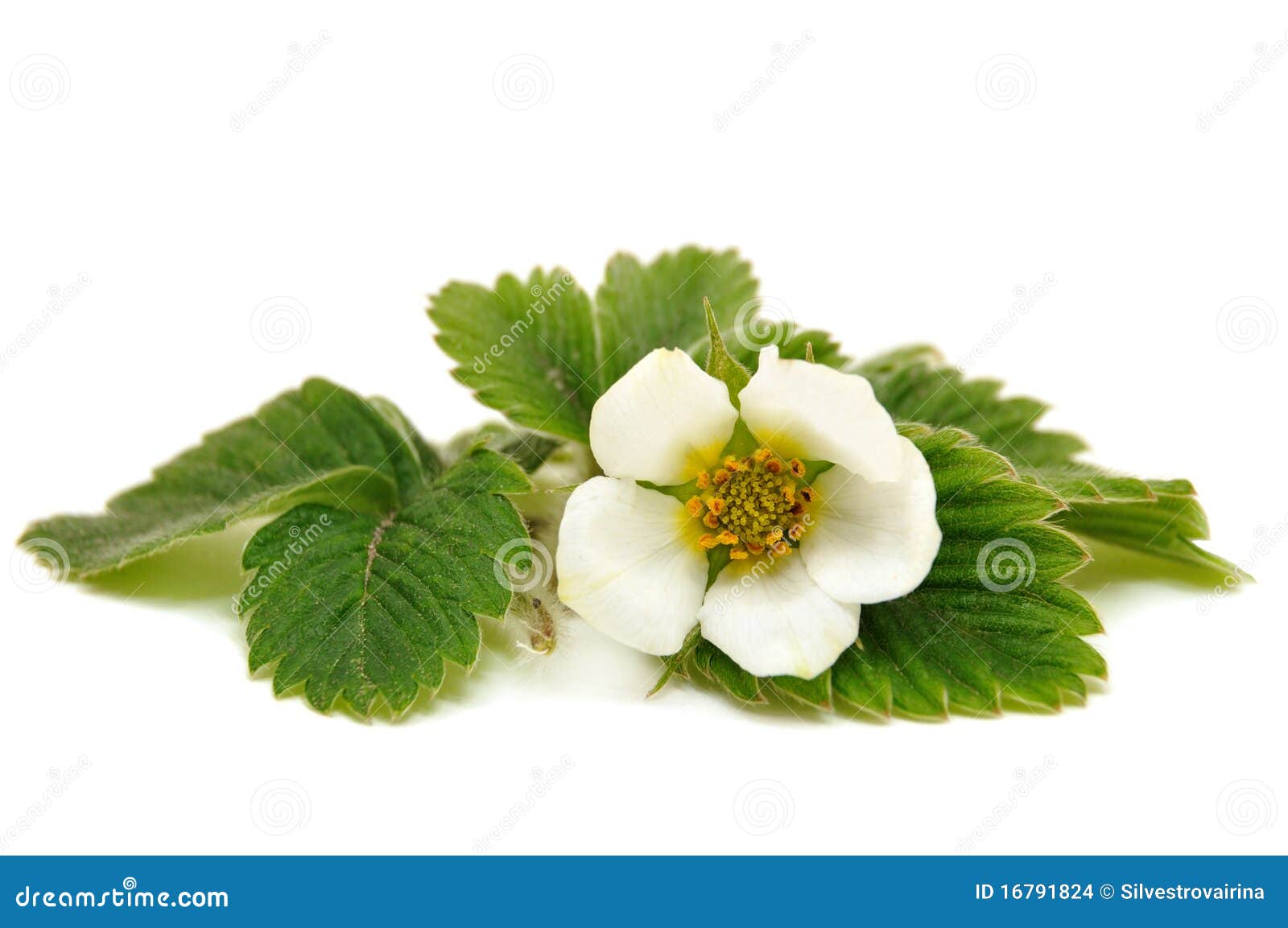 Flor Branca Da Morango No Fundo Branco Foto de Stock - Imagem de folhas ...