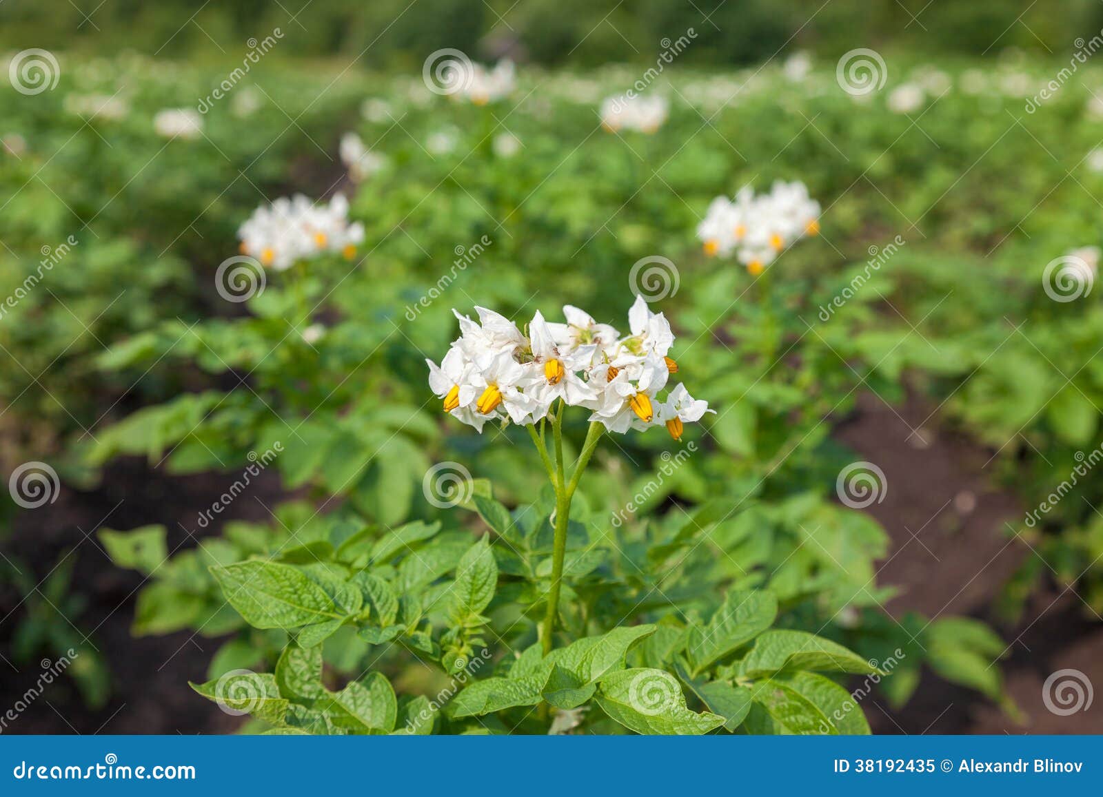Flor Branca Da Planta De Batata Imagem de Stock - Imagem de terra, mola ...