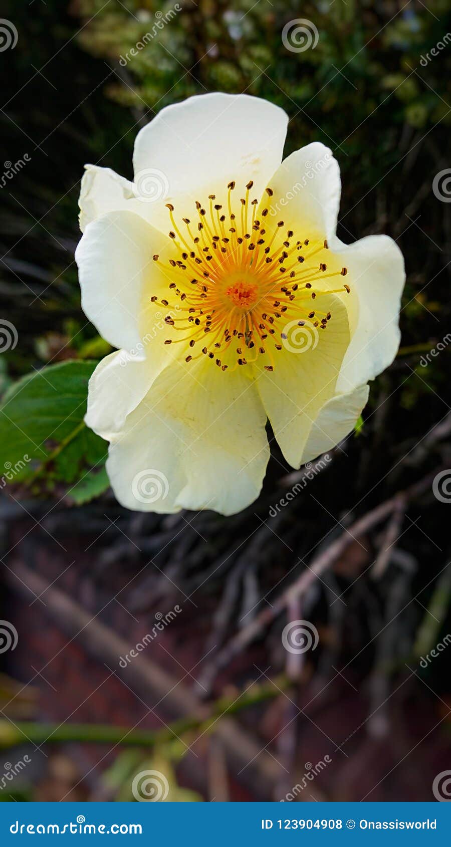 imagens de stock Plantas Incompletas - Baixe 2 Royalty Free