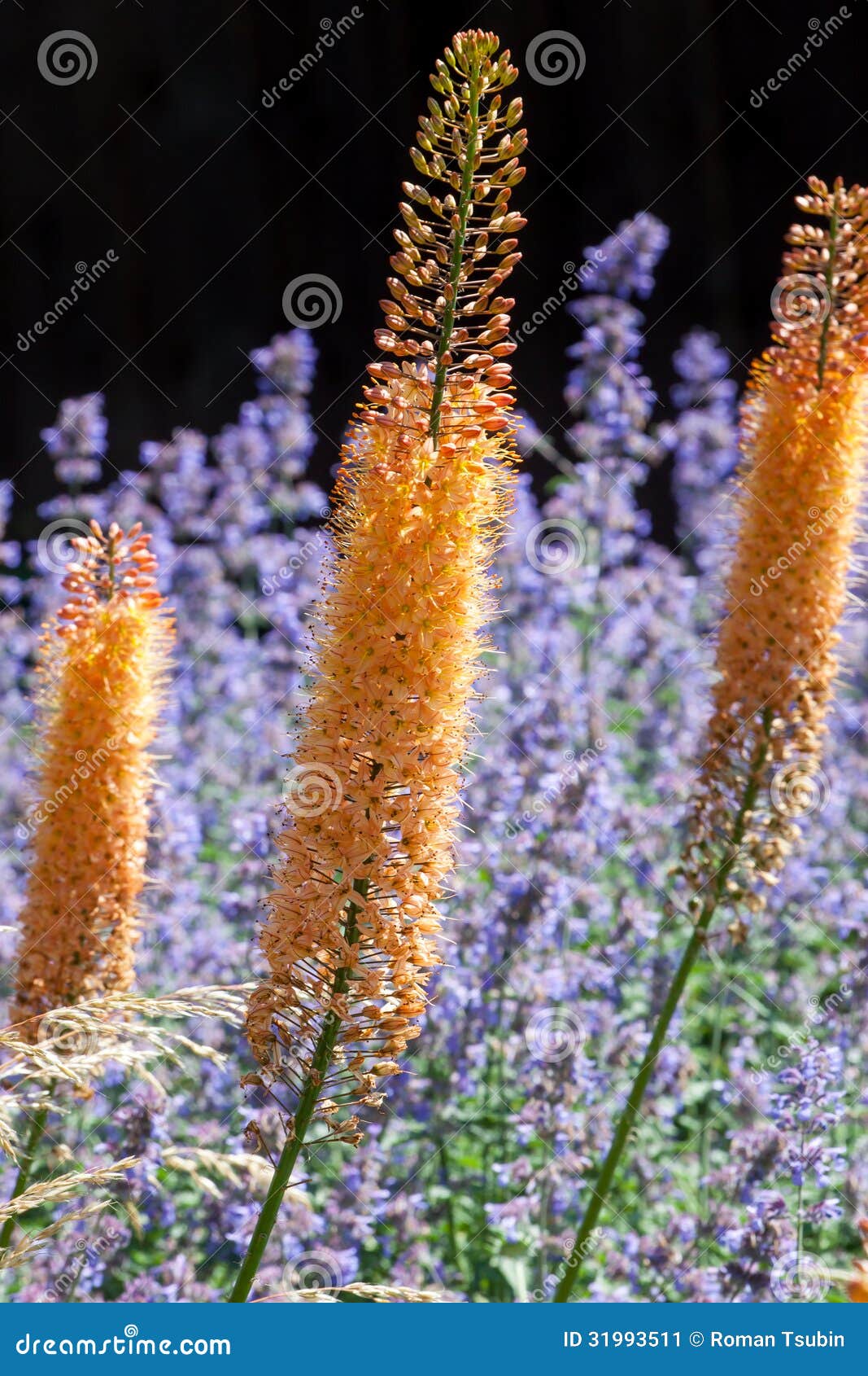 Flor Brillante Del Delfinio Imagen de archivo - Imagen de verde ...