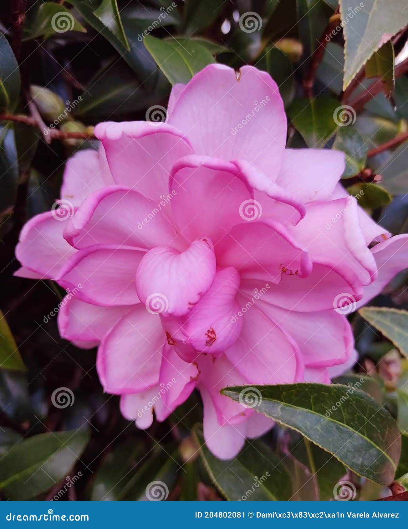 Flor Camelia stock image. Image of blossom, lisos, petal - 204802081