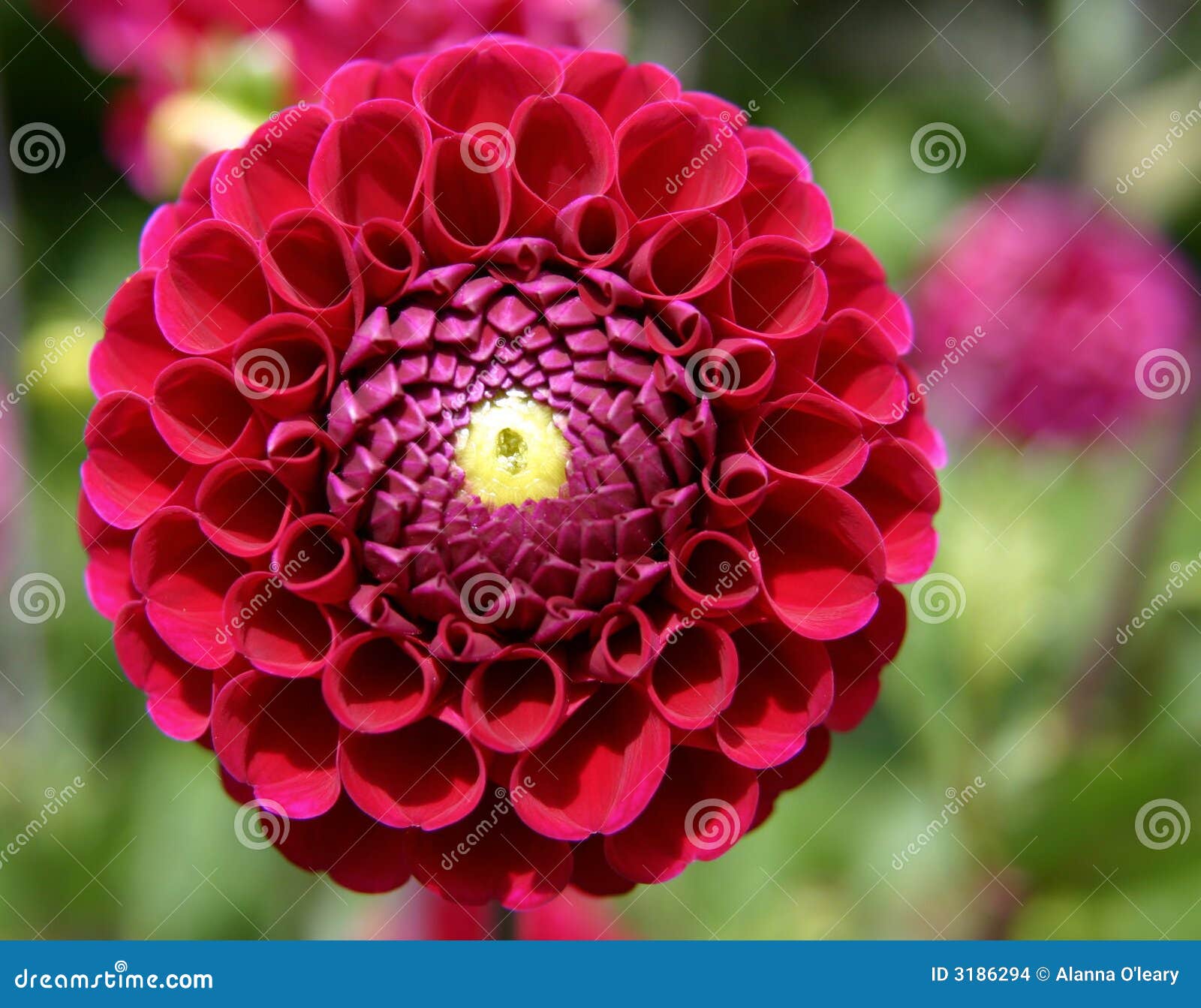 Flor carmesim da dália. foto de stock. Imagem de jardim - 3186294